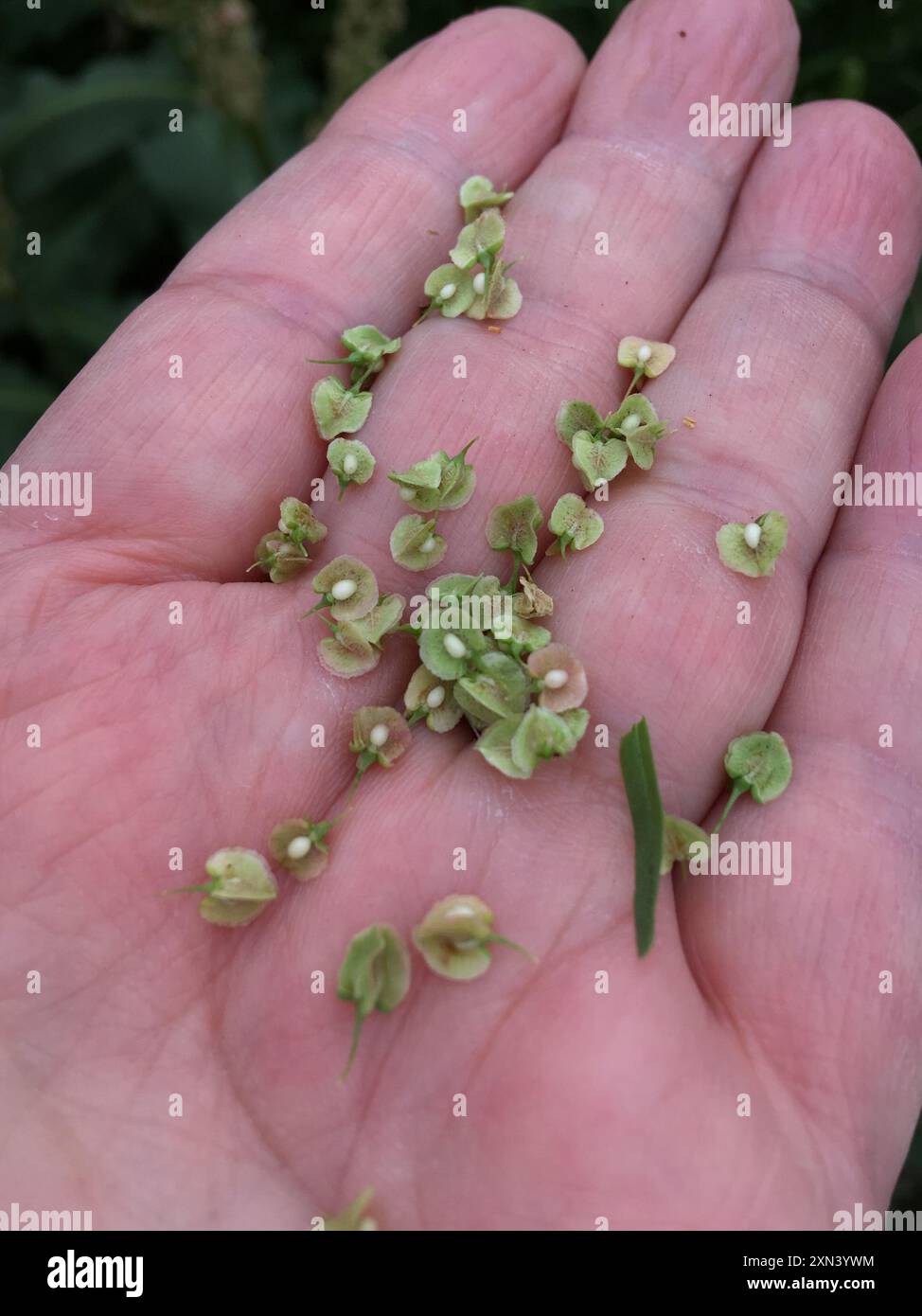 Patience dock rumex patientia hi-res stock photography and images - Alamy
