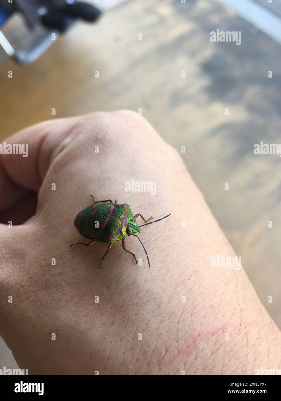 Clown stink bug hi-res stock photography and images - Alamy