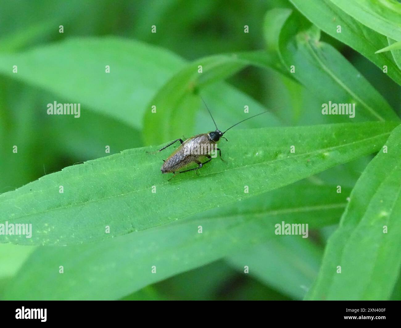 Dusky Cockroach (Ectobius lapponicus) Insecta Stock Photo - Alamy