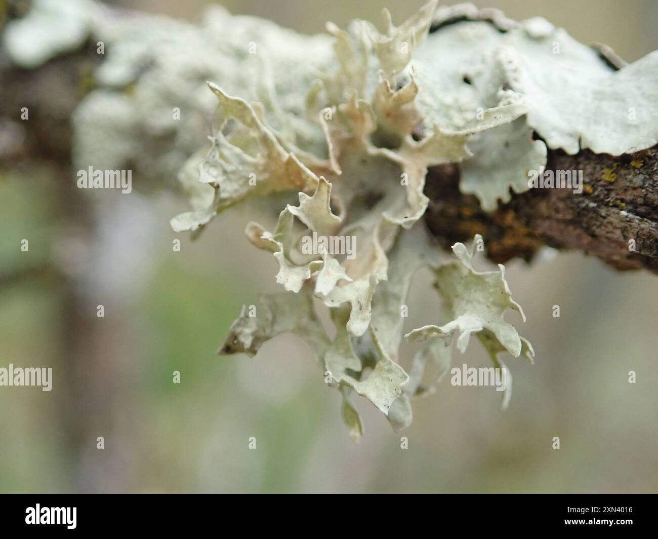 bushy lichens (Ramalina) Fungi Stock Photo - Alamy