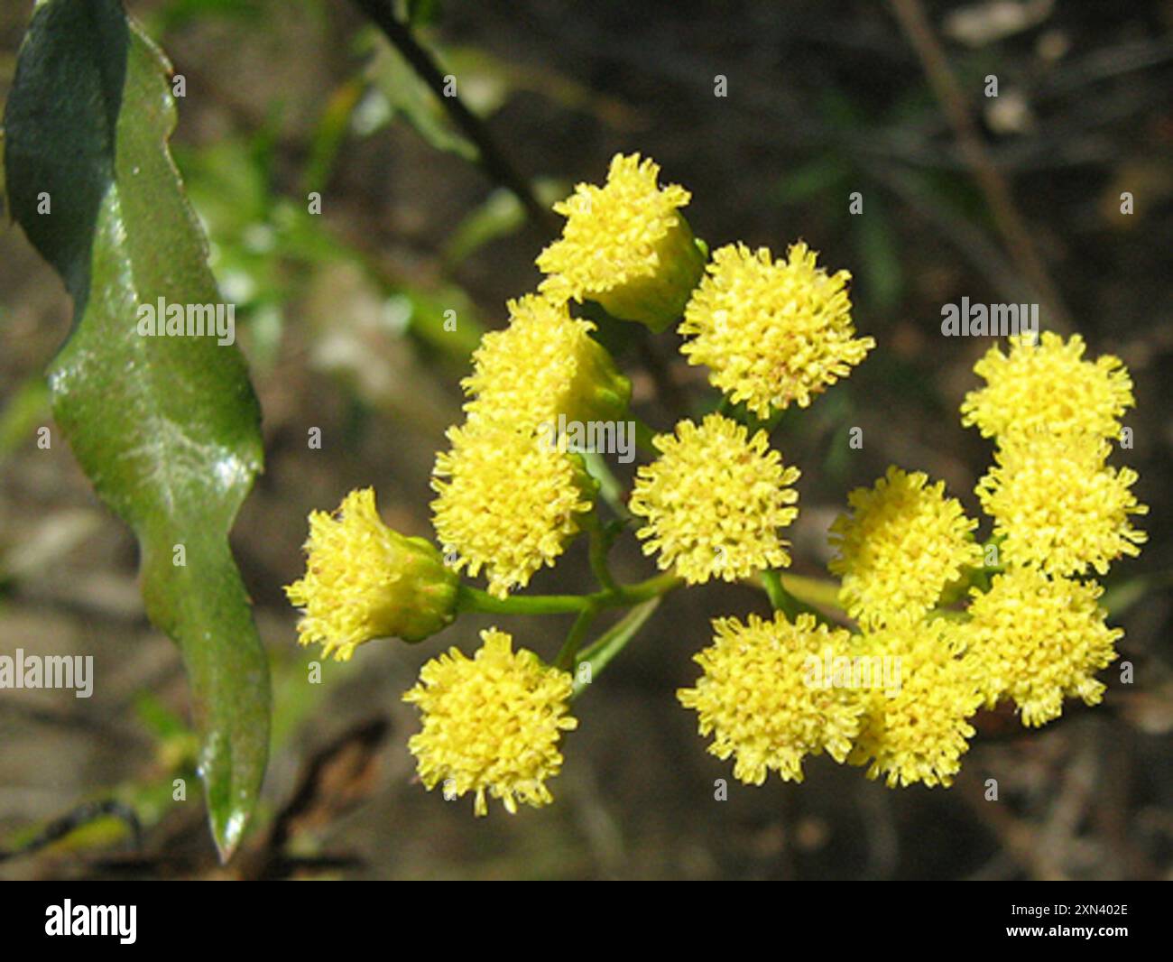 Sticky Psiadia (Psiadia punctulata) Plantae Stock Photo - Alamy