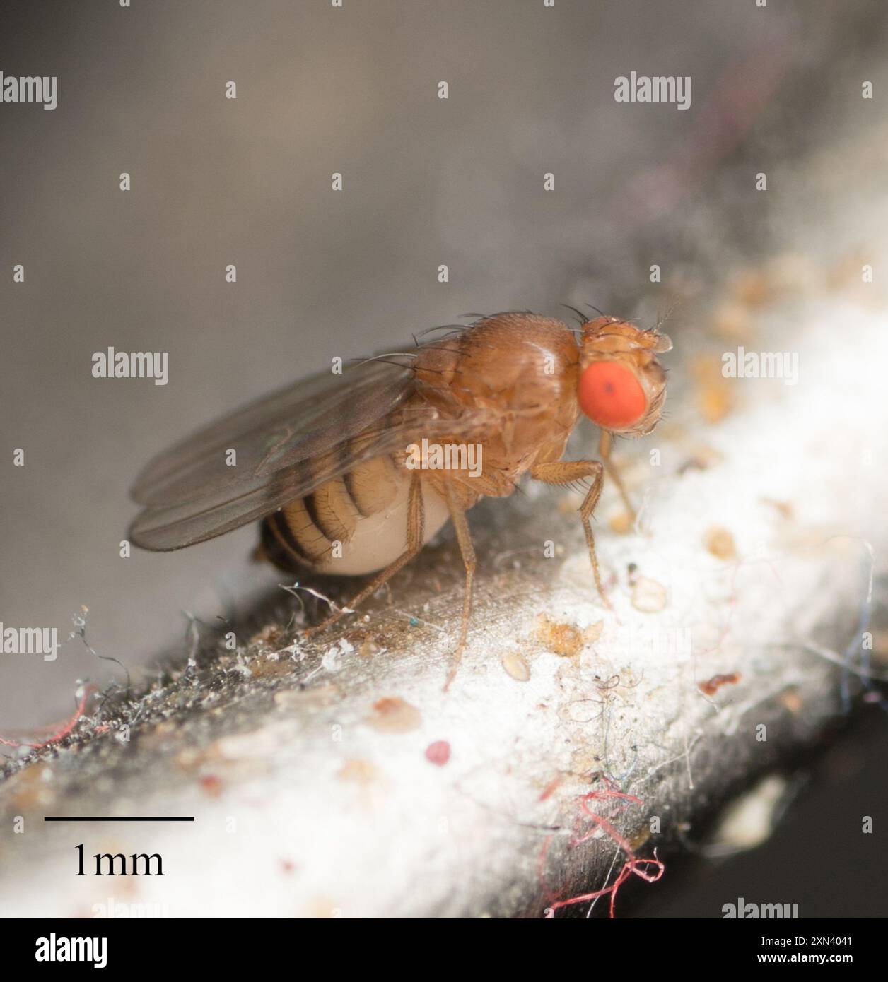 Common Fruit Fly (Drosophila melanogaster) Insecta Stock Photo - Alamy