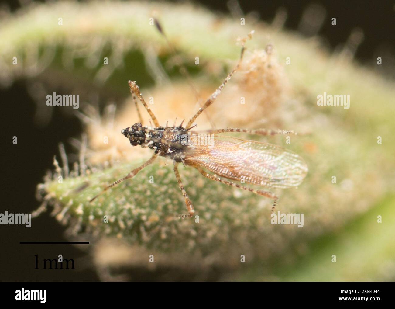 Stilt Bugs (Berytidae) Insecta Stock Photo - Alamy