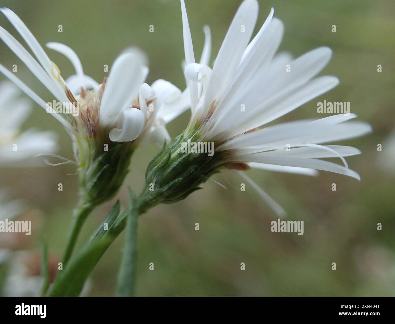 northern bog aster (Symphyotrichum boreale) Plantae Stock Photo - Alamy