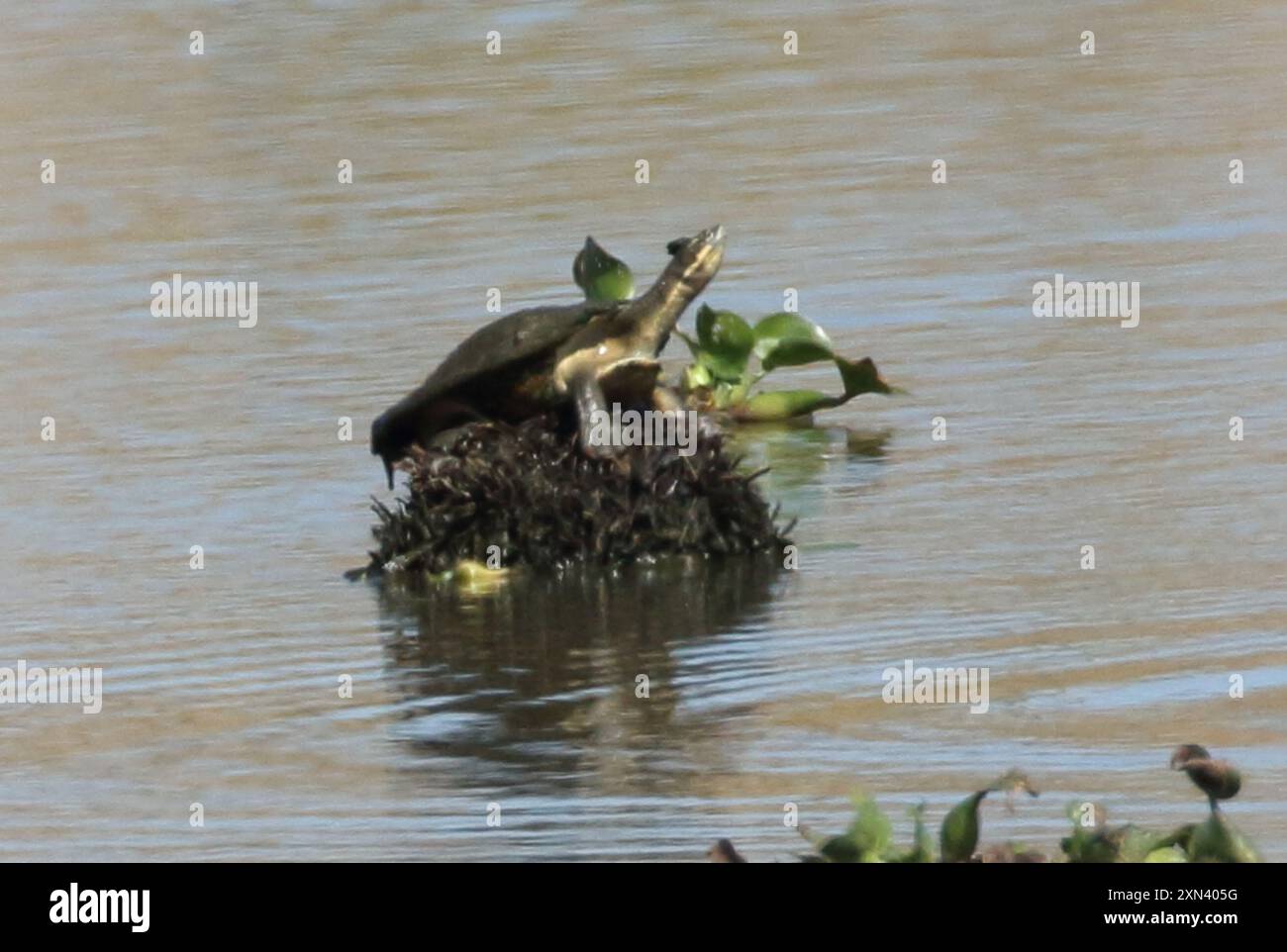 Eastern Short-necked Turtle (Emydura macquarii) Reptilia Stock Photo ...