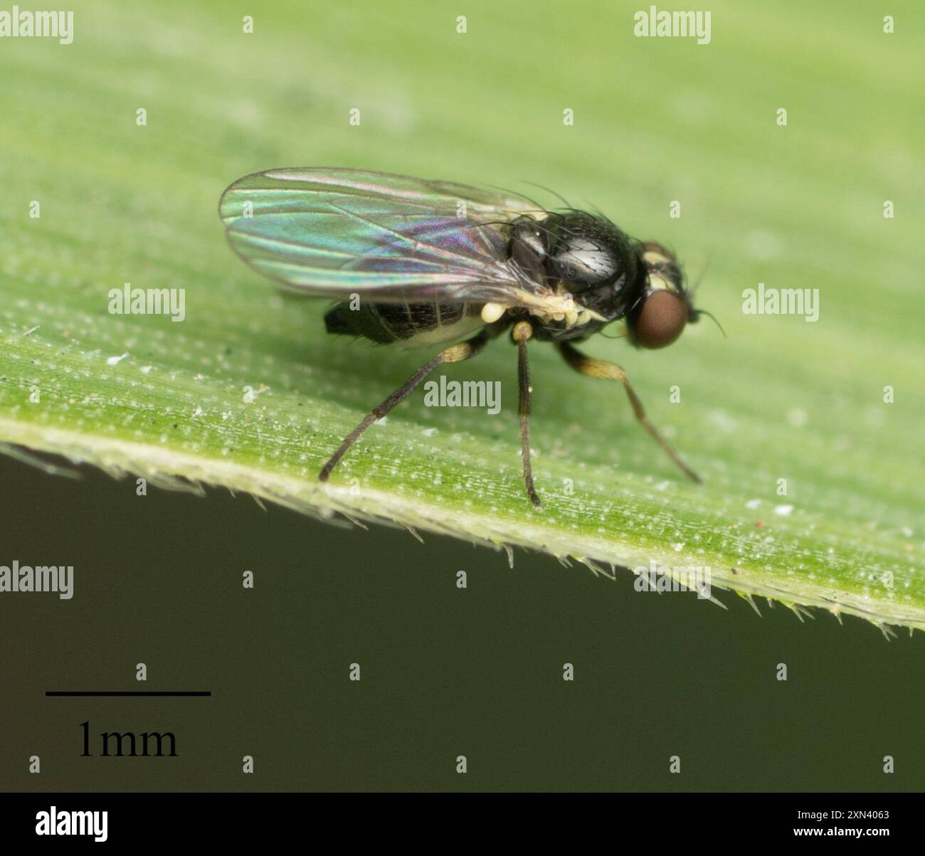 Leaf-miner Flies (Agromyzidae) Insecta Stock Photo - Alamy