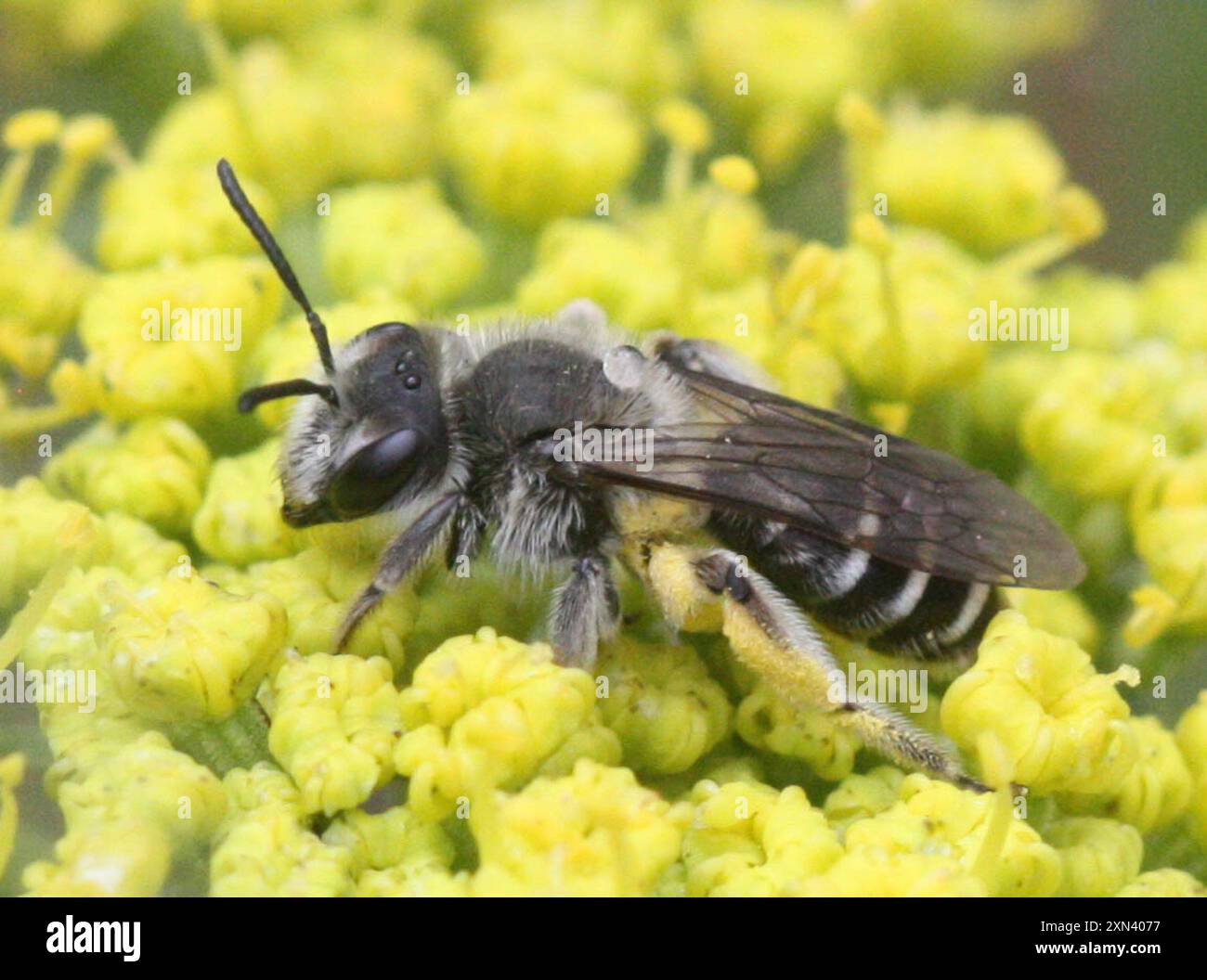 Mining Bees (Andrena) Insecta Stock Photo - Alamy