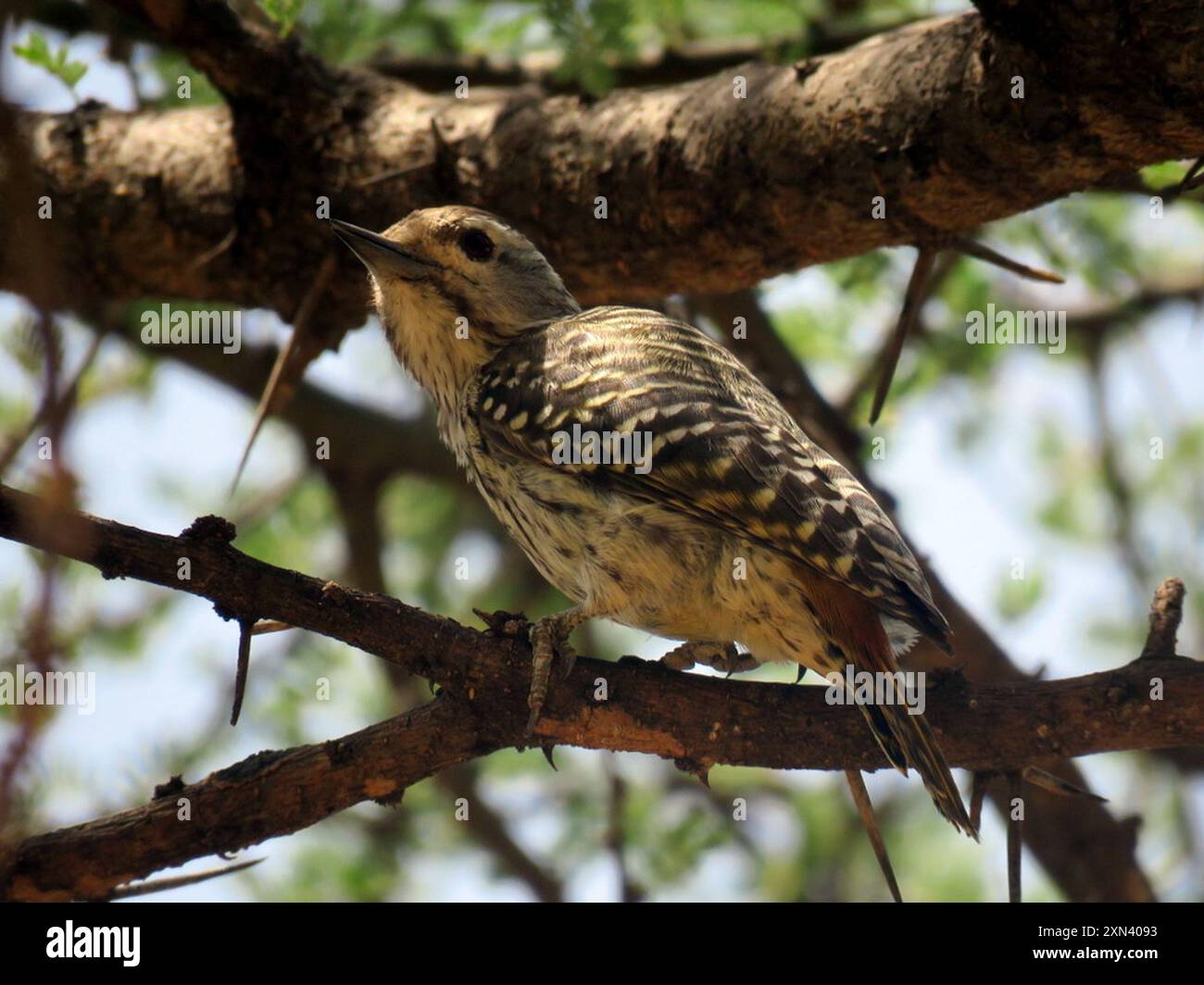 Cardinal Woodpecker (Dendropicos fuscescens) Aves Stock Photo - Alamy