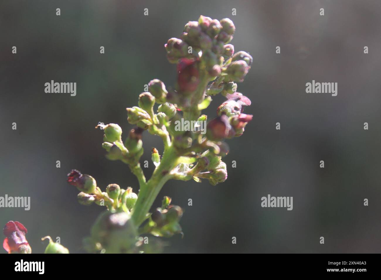 Water Figwort (Scrophularia auriculata) Plantae Stock Photo - Alamy