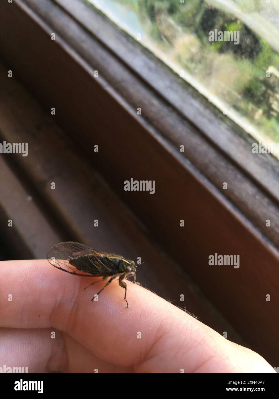 Variable Cicada (Kikihia muta) Insecta Stock Photo - Alamy