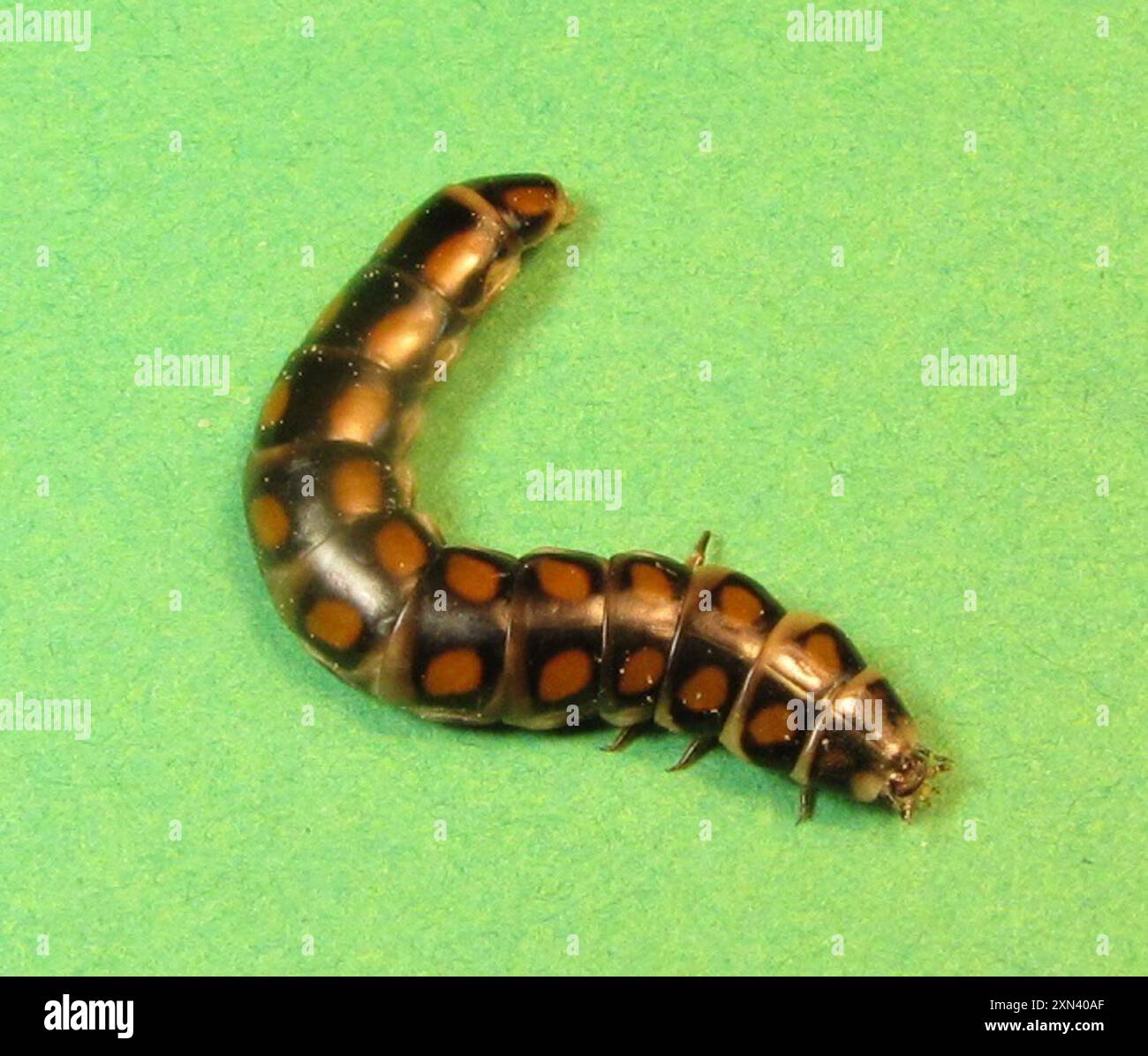 Phengodes hi-res stock photography and images - Alamy