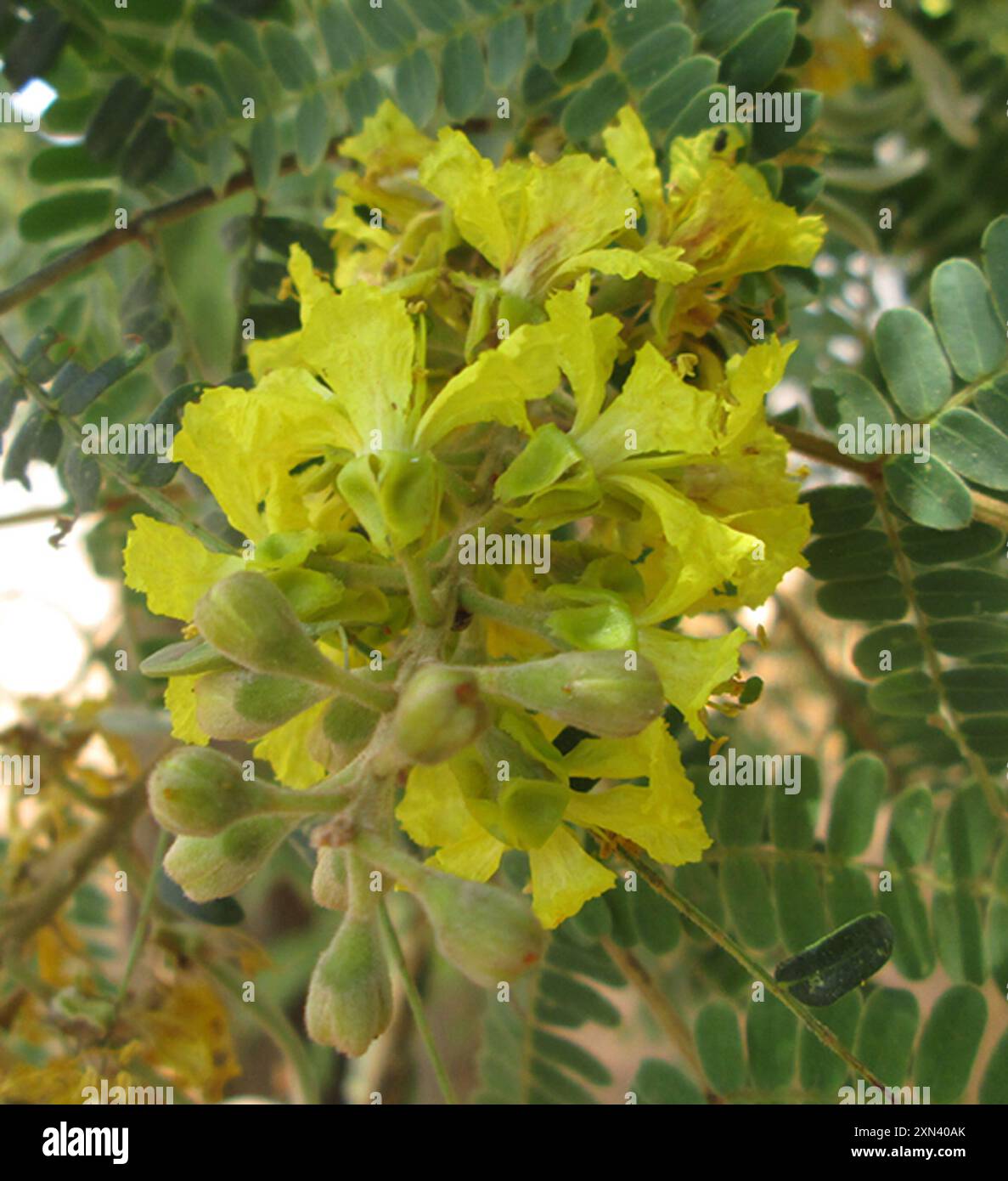 Weeping wattle (Peltophorum africanum) Plantae Stock Photo - Alamy