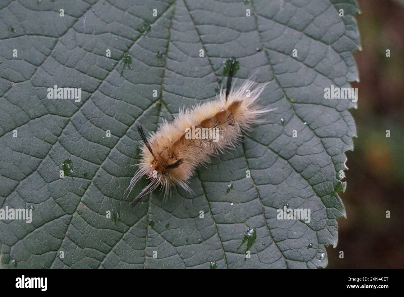 Banded Tussock Moth (Halysidota tessellaris) Insecta Stock Photo - Alamy