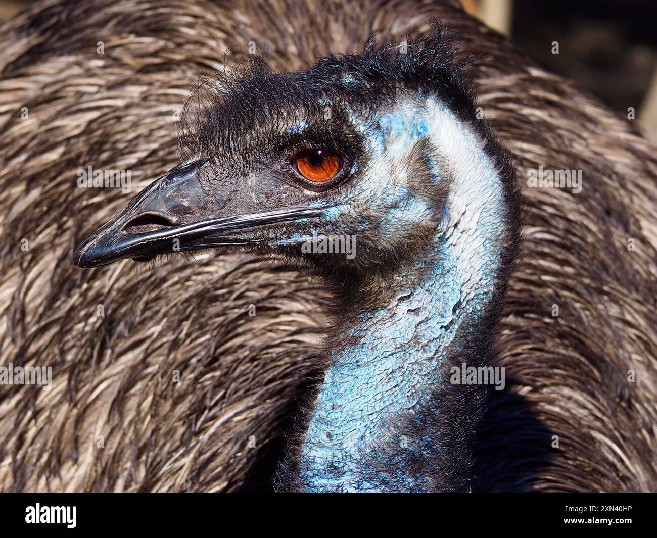 Tip toes hi-res stock photography and images - Alamy