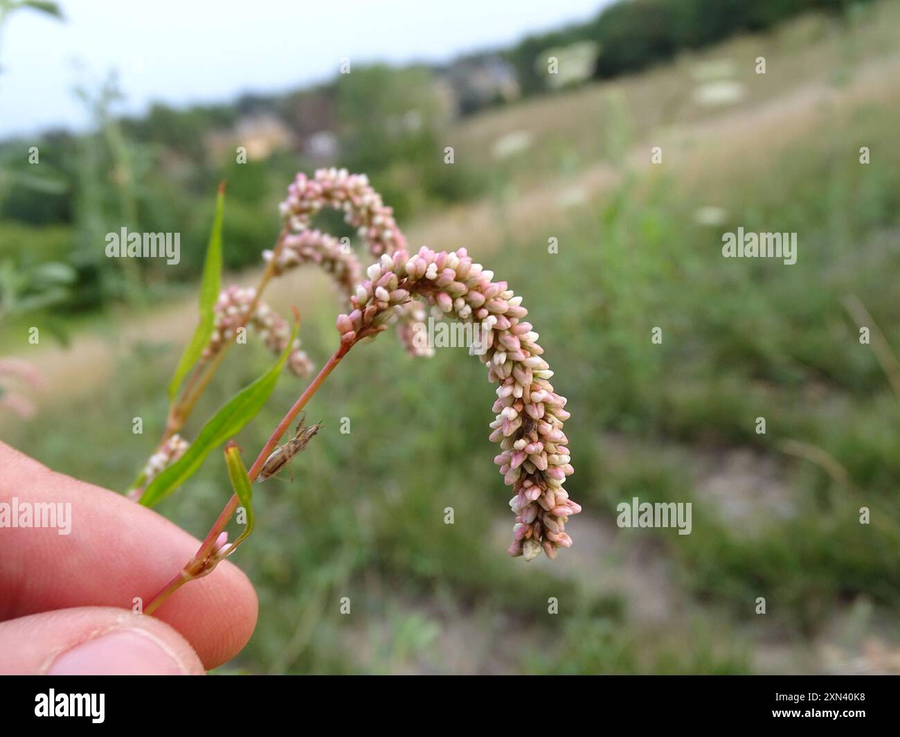pale smartweed (Persicaria lapathifolia) Plantae Stock Photo - Alamy