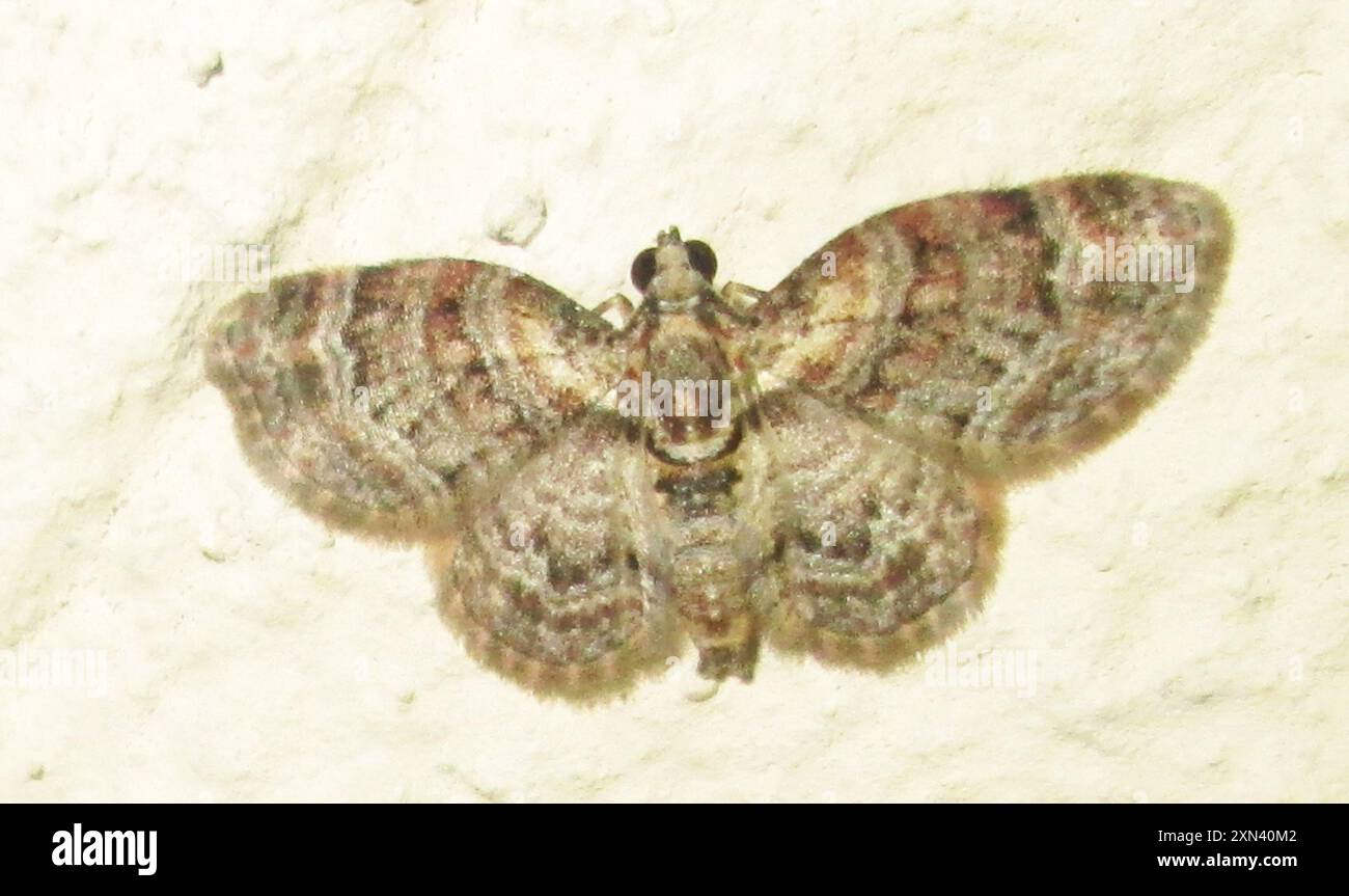 Lobed shell hi-res stock photography and images - Alamy