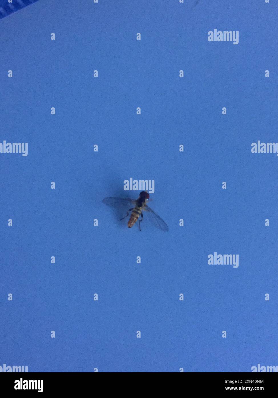 Eastern Calligrapher (Toxomerus geminatus) Insecta Stock Photo - Alamy