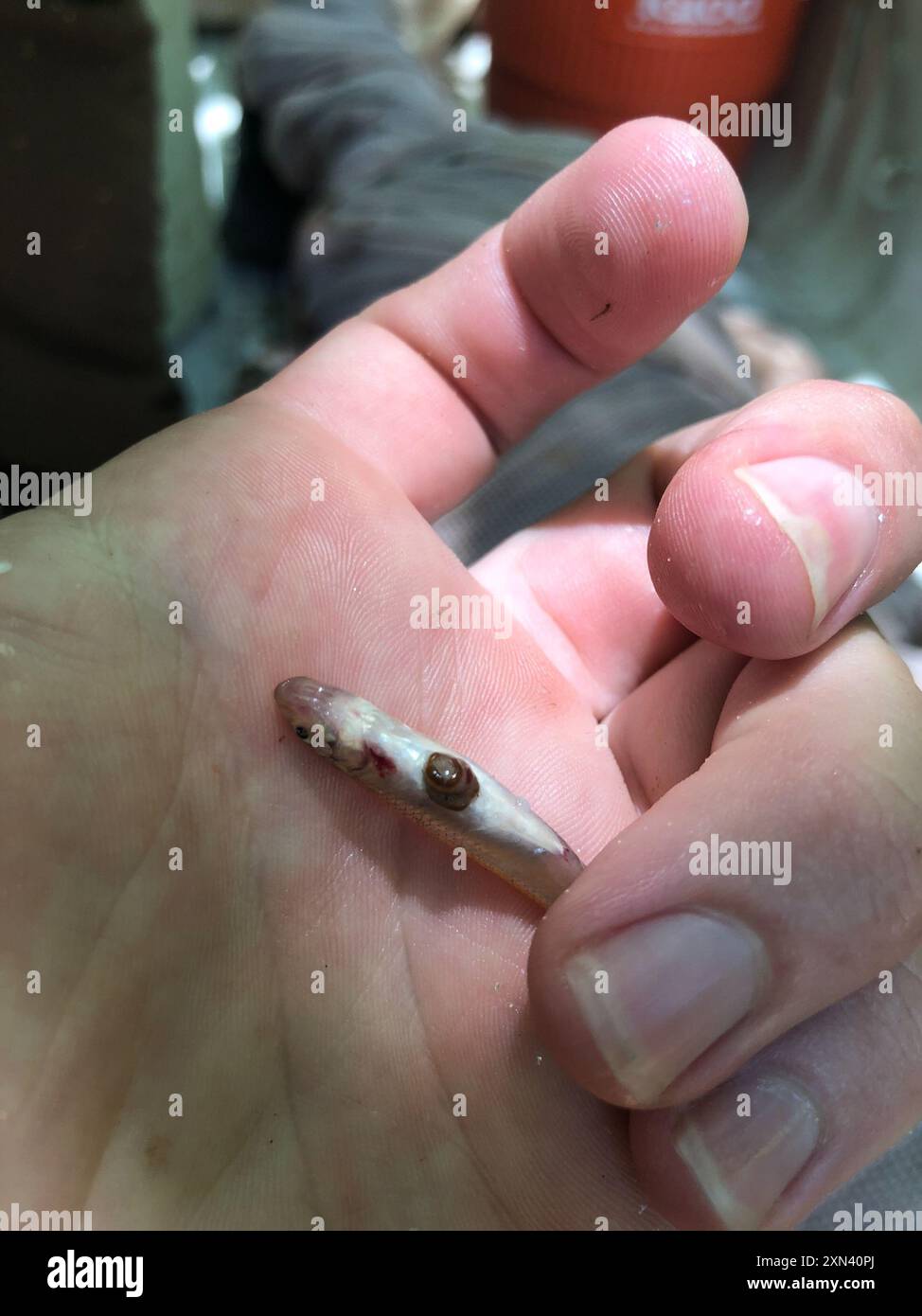 Hybognathus placitus hi-res stock photography and images - Alamy