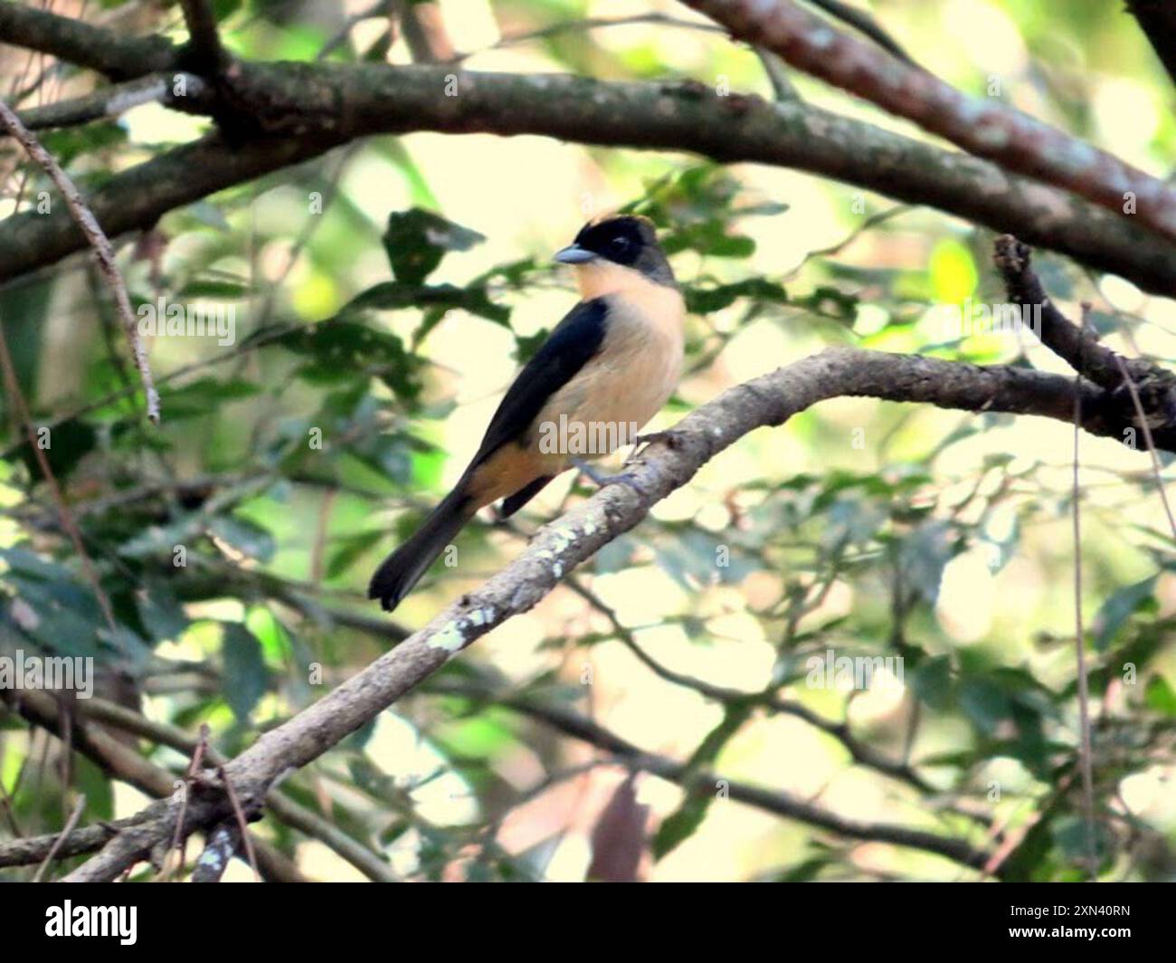 Black-goggled Tanager (Trichothraupis melanops) Aves Stock Photo - Alamy