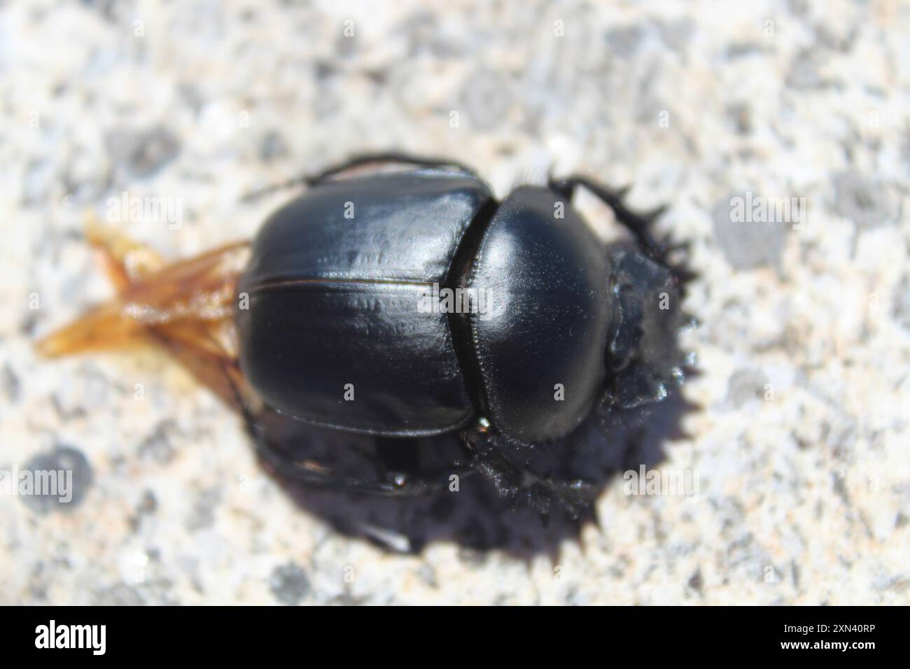 Sacred Scarab (Scarabaeus sacer) Insecta Stock Photo - Alamy