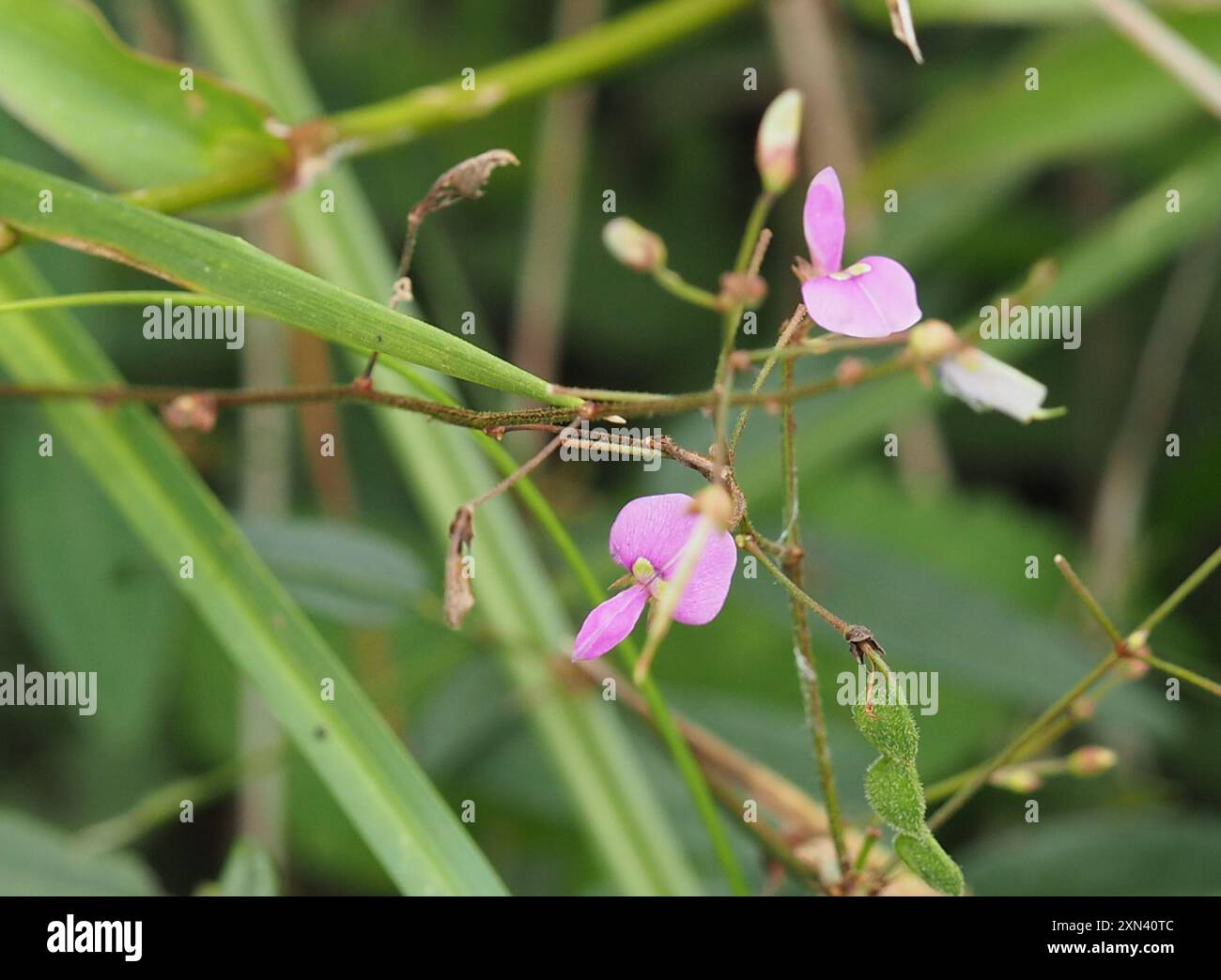ticktrefoils (Desmodium) Plantae Stock Photo - Alamy