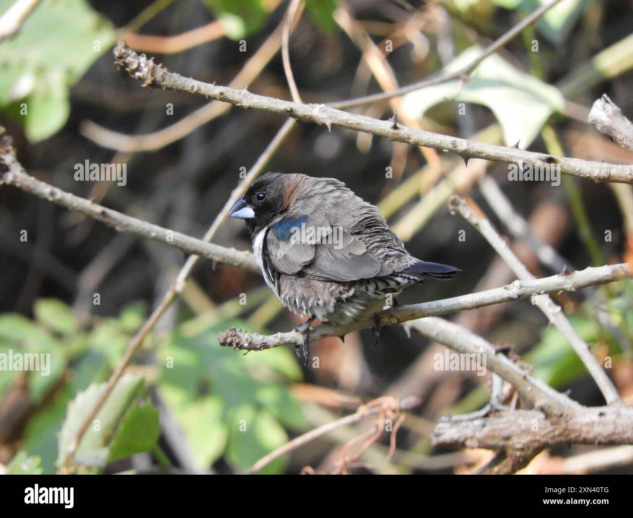 Southern Bronze Mannikin (Spermestes cucullata scutata) Aves Stock ...