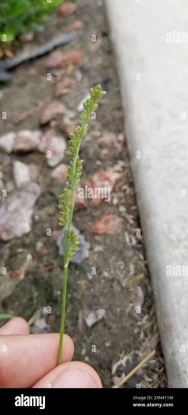Jungle Rice (Echinochloa colonum) Plantae Stock Photo - Alamy