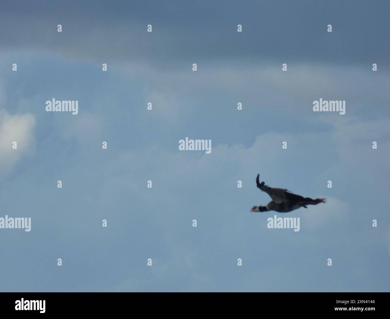 Northern screamer chauna chavaria hi-res stock photography and images ...