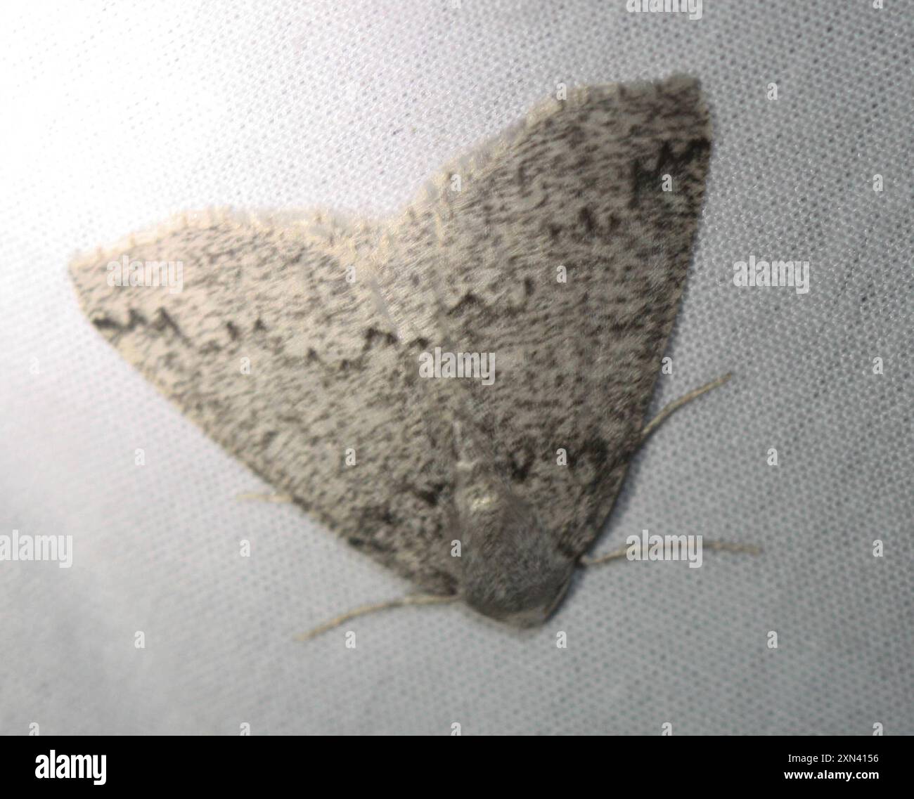 Geometer Moths (Geometridae) Insecta Stock Photo - Alamy