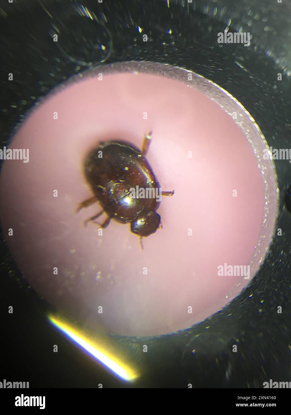 (Dactylosternum abdominale) Insecta Stock Photo - Alamy