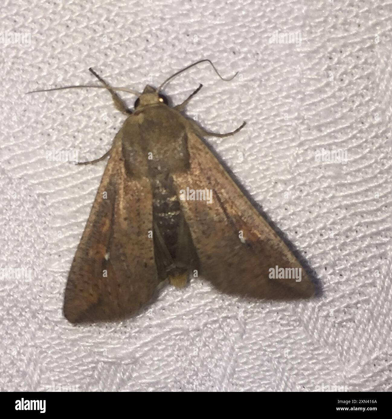 White-speck Moth (Mythimna unipuncta) Insecta Stock Photo - Alamy