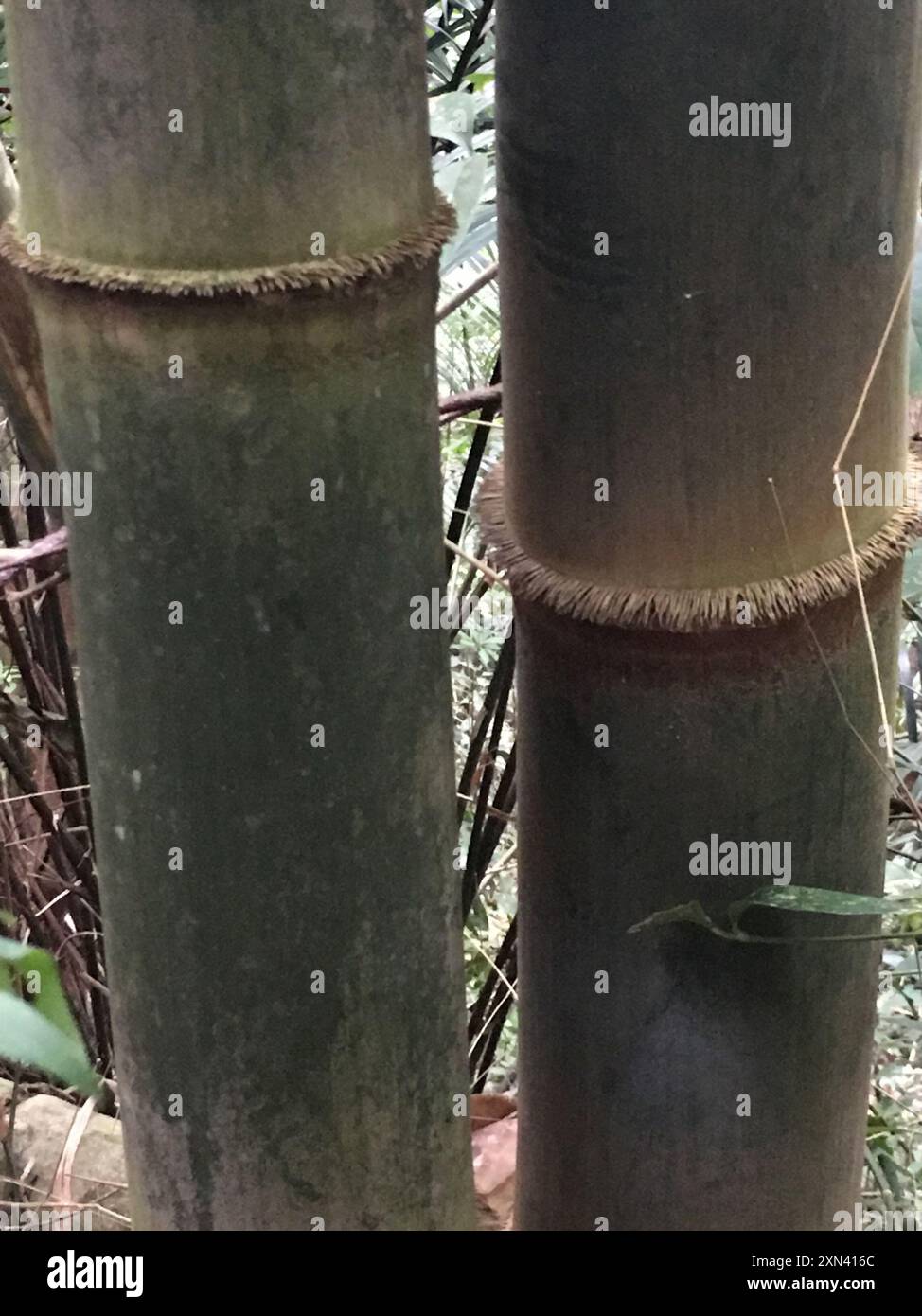bamboos, canes, and allies (Bambusoideae) Plantae Stock Photo - Alamy