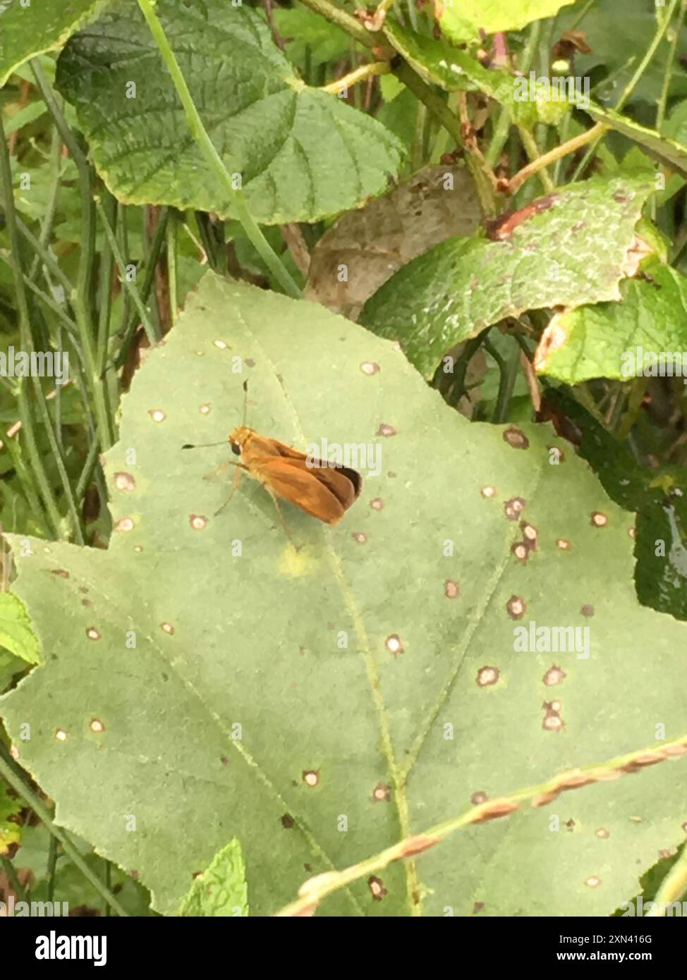 Southern Broken Dash (Polites otho) Insecta Stock Photo - Alamy