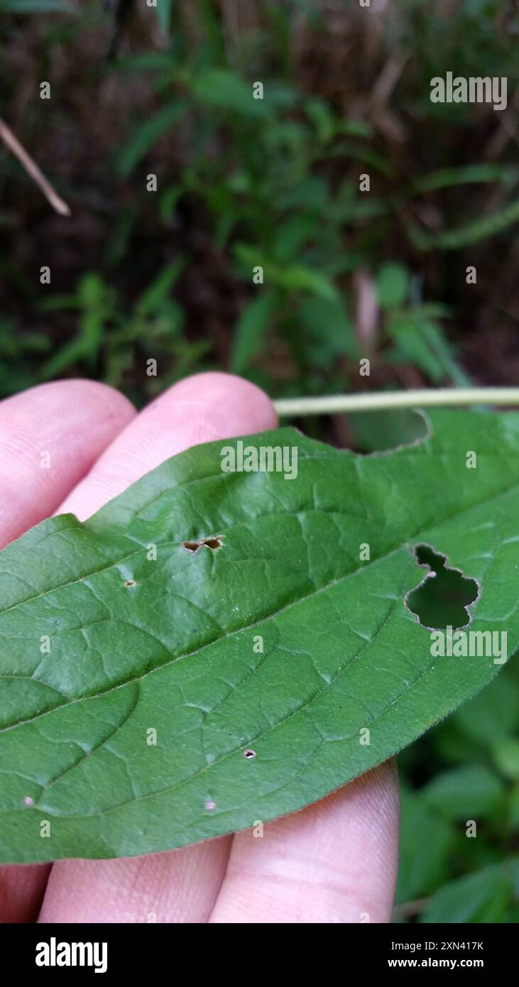 virginia stickseed (Hackelia virginiana) Plantae Stock Photo - Alamy