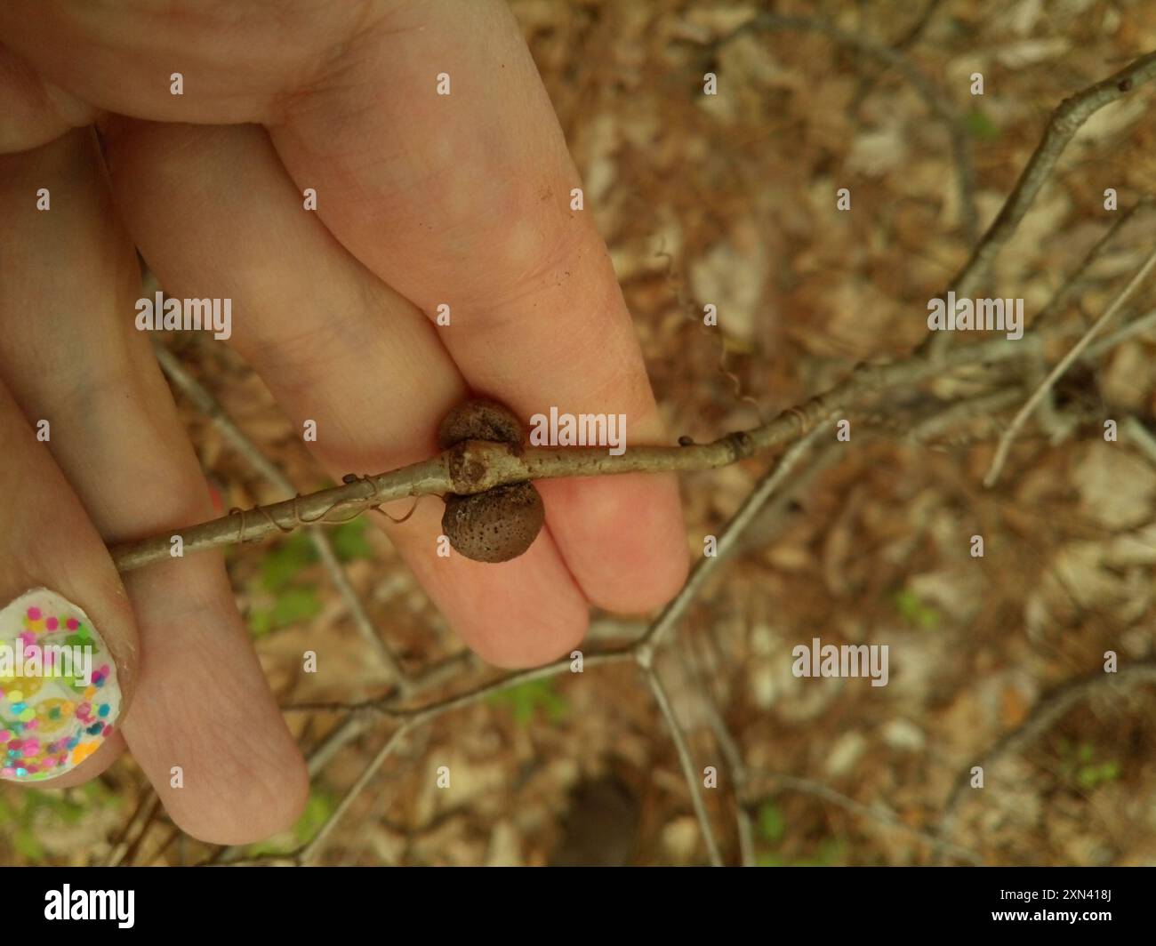 Oak Gall Wasps (Cynipini) Insecta Stock Photo - Alamy