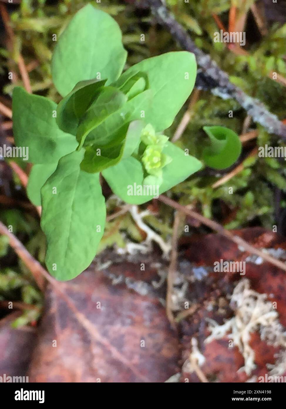 Northern Comandra (Geocaulon lividum) Plantae Stock Photo - Alamy