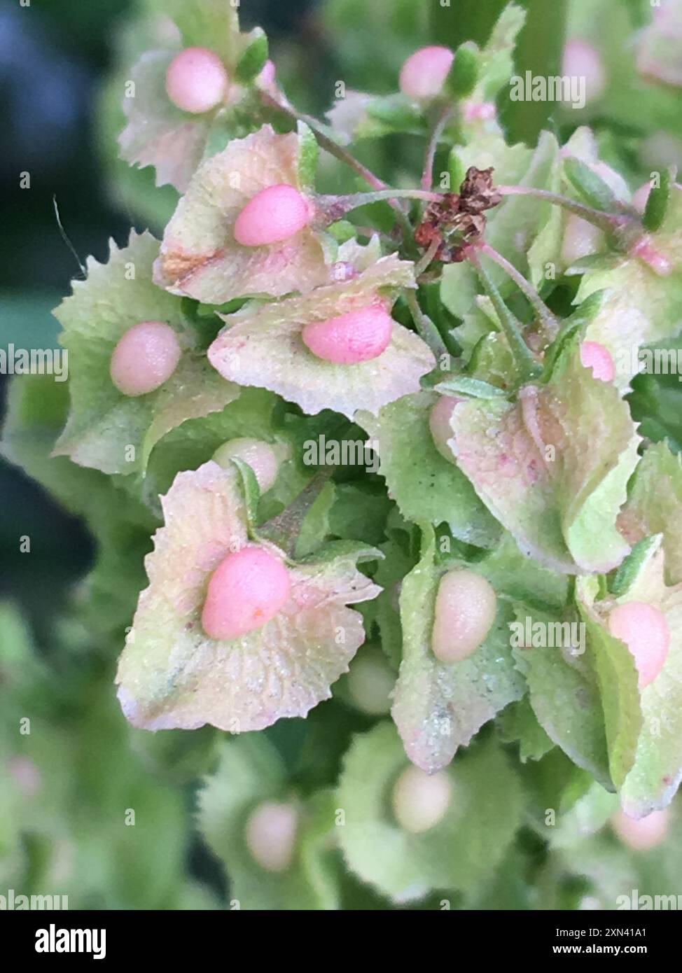 Greek Dock (Rumex cristatus) Plantae Stock Photo - Alamy