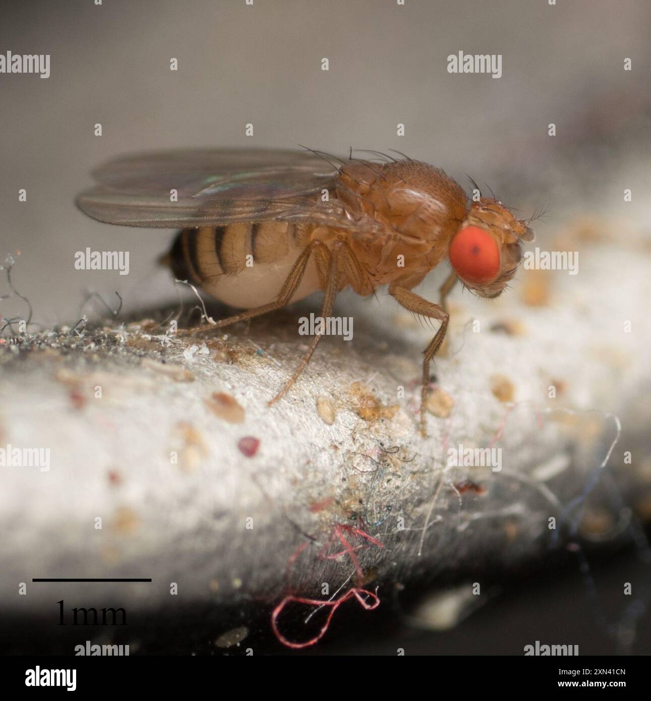 Common Fruit Fly (Drosophila melanogaster) Insecta Stock Photo - Alamy