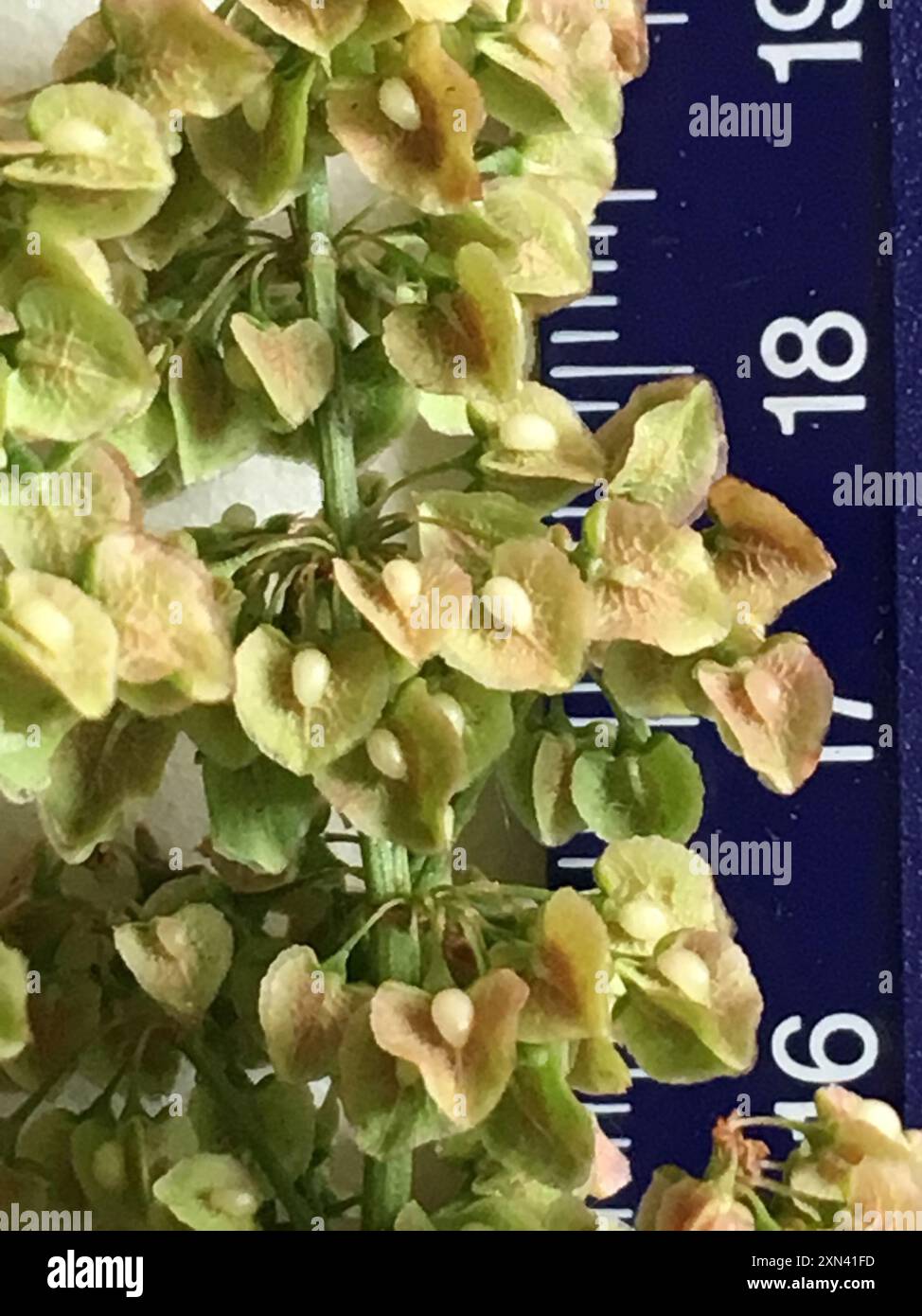 Patience Dock (Rumex patientia) Plantae Stock Photo - Alamy
