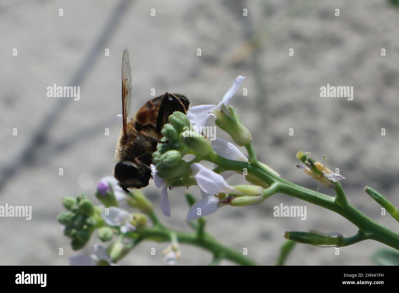 Common Drone Fly (Eristalis tenax) Insecta Stock Photo - Alamy