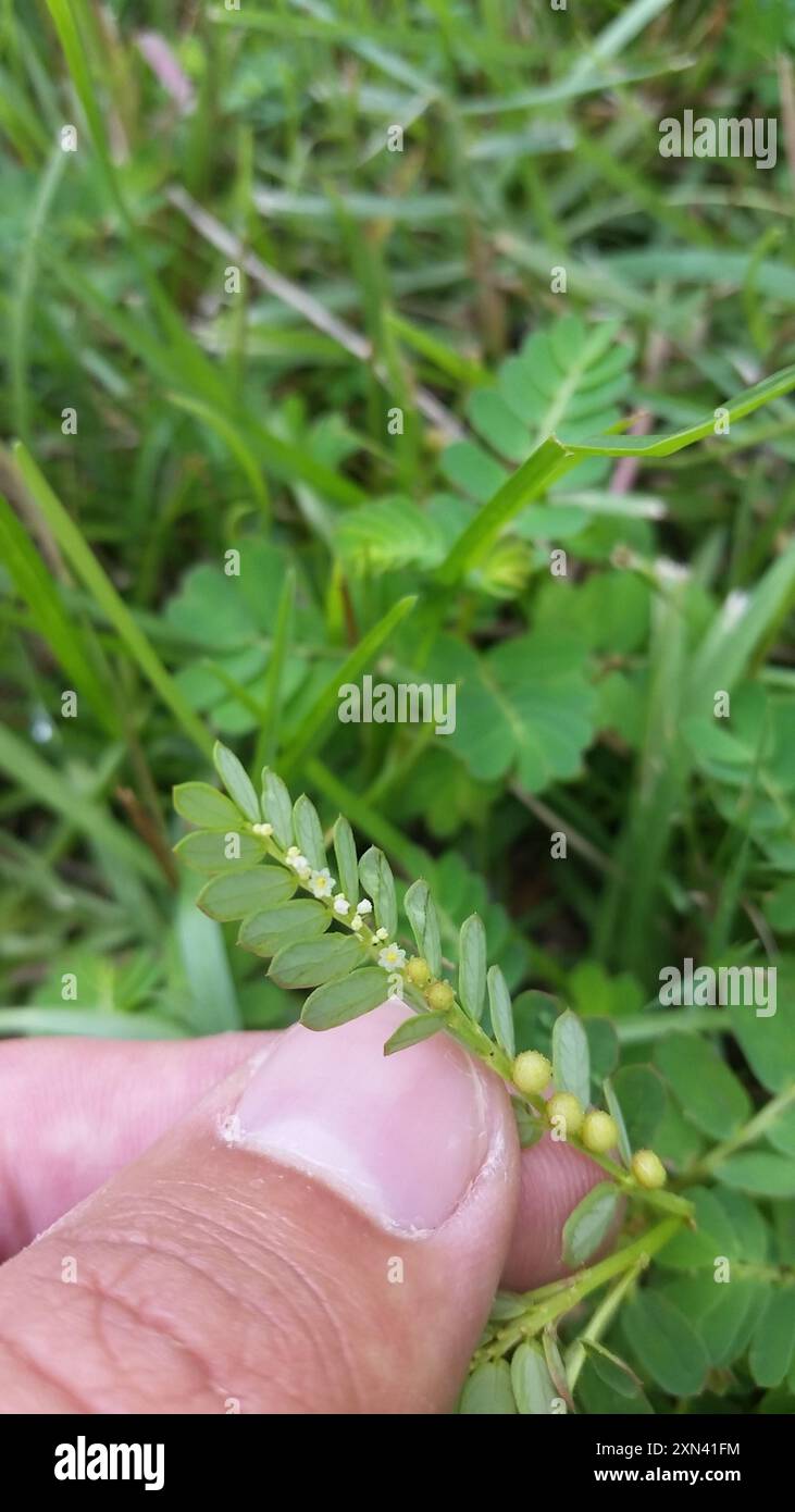 Chamberbitter (Phyllanthus urinaria) Plantae Stock Photo - Alamy