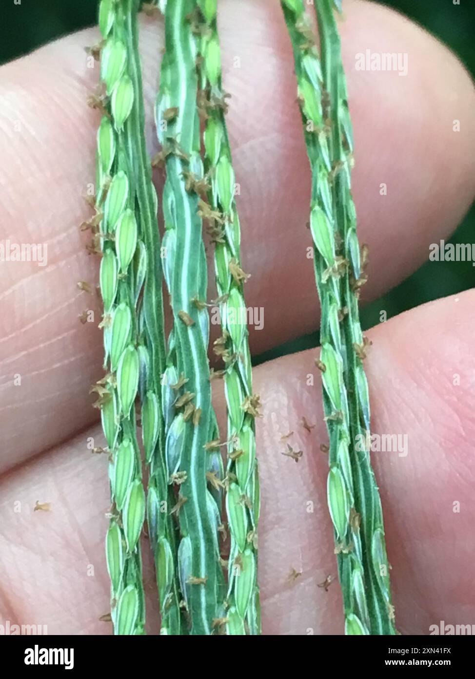 smooth crabgrass (Digitaria ischaemum) Plantae Stock Photo - Alamy