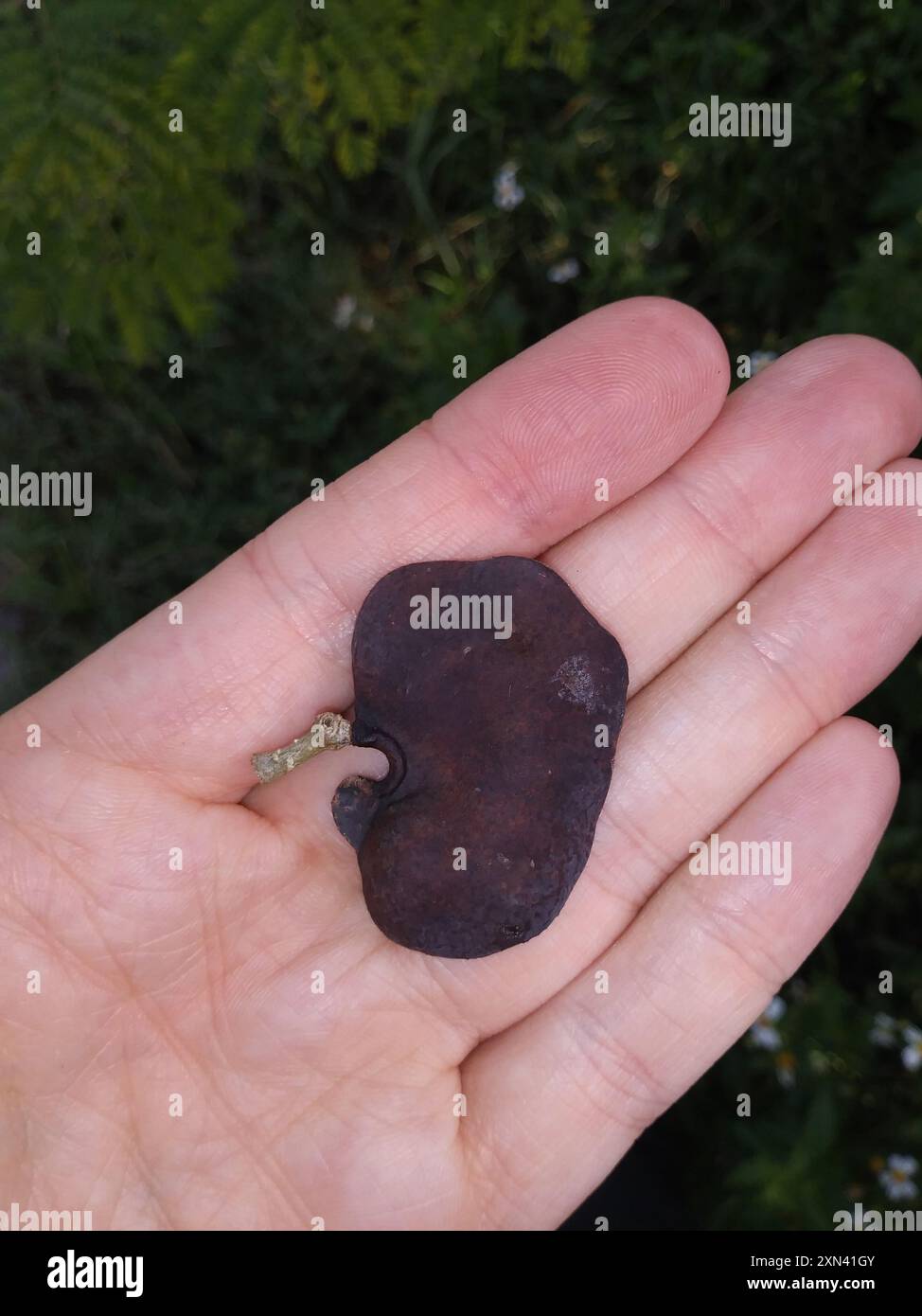 Pacara Earpod Tree (Enterolobium contortisiliquum) Plantae Stock Photo ...