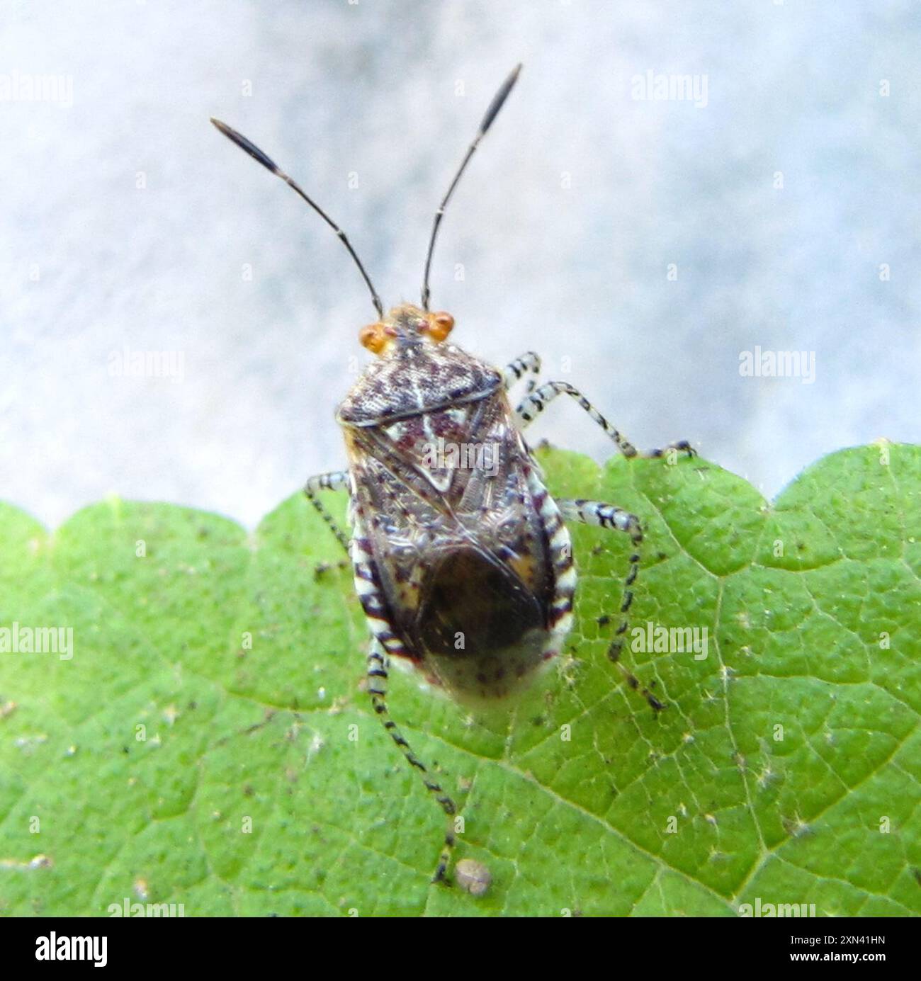 Hibiscus Scentless Plant Bug (Niesthrea louisianica) Insecta Stock ...