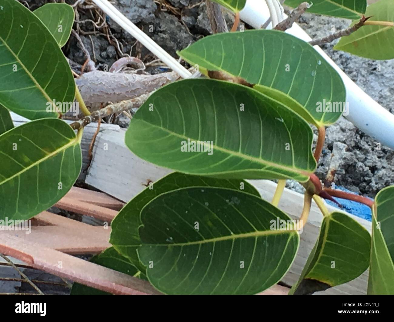 Shortleaf Fig (Ficus citrifolia) Plantae Stock Photo - Alamy