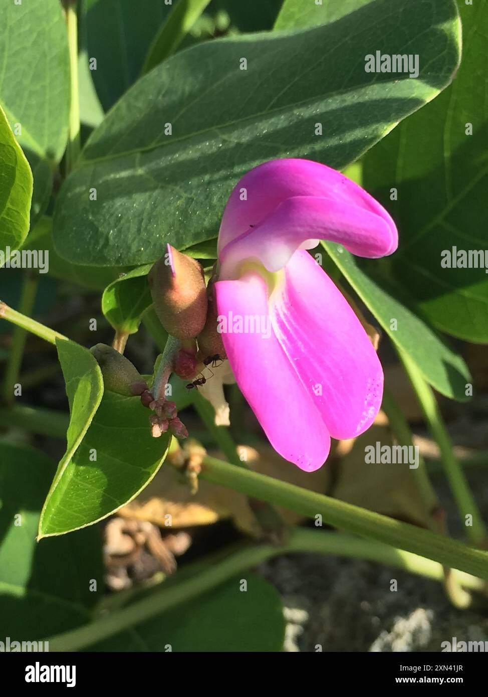 Beach Bean (Canavalia rosea) Plantae Stock Photo - Alamy
