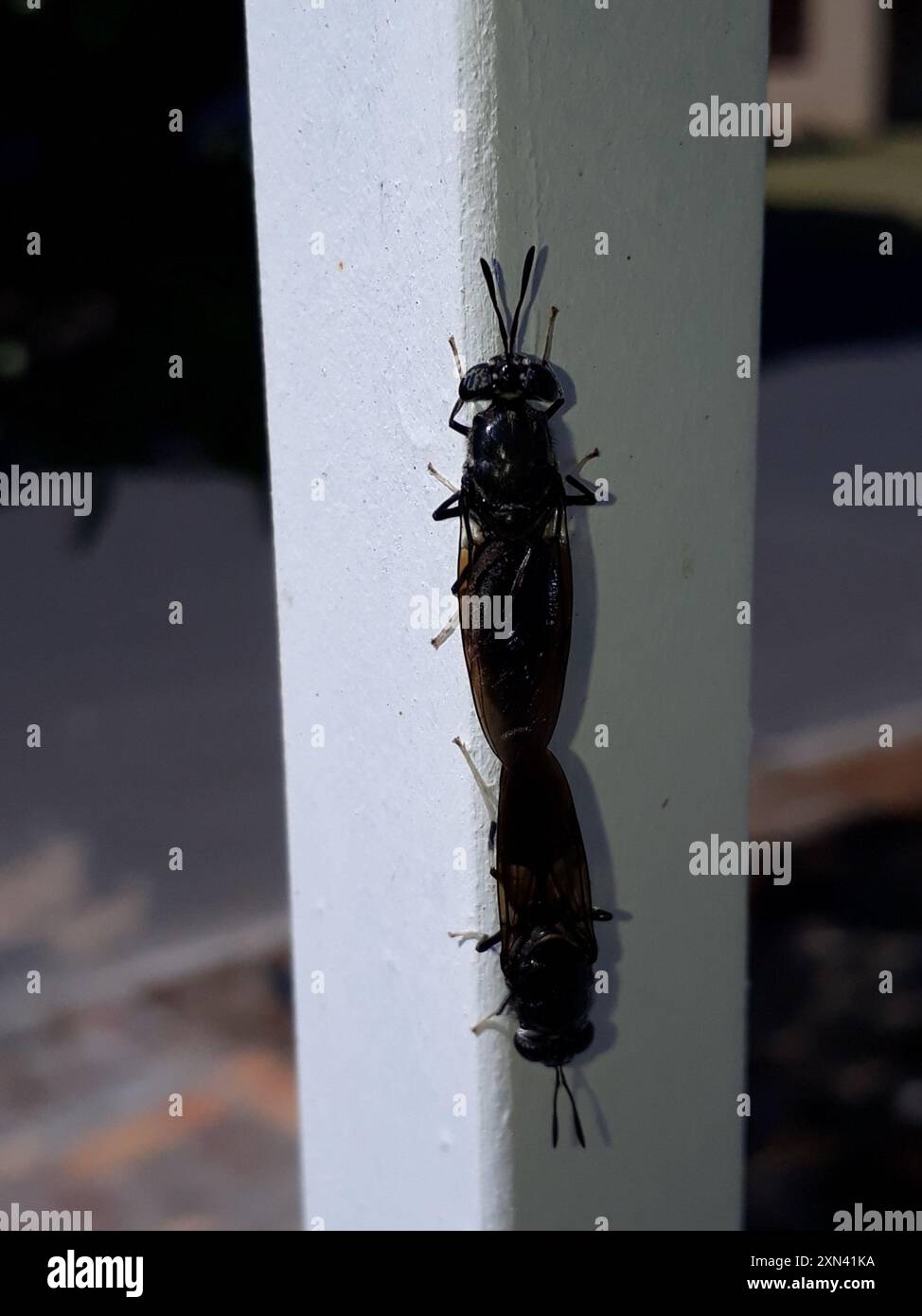 Black Soldier Fly (Hermetia illucens) Insecta Stock Photo - Alamy