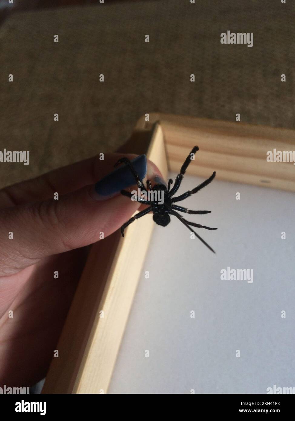 House Spiders (Badumna) Arachnida Stock Photo - Alamy