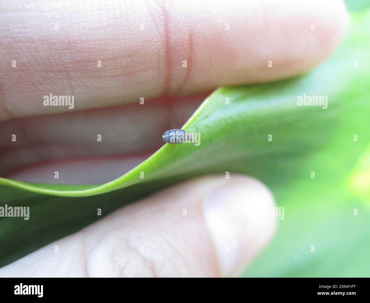 Marsh Beetles (Scirtidae) Insecta Stock Photo - Alamy