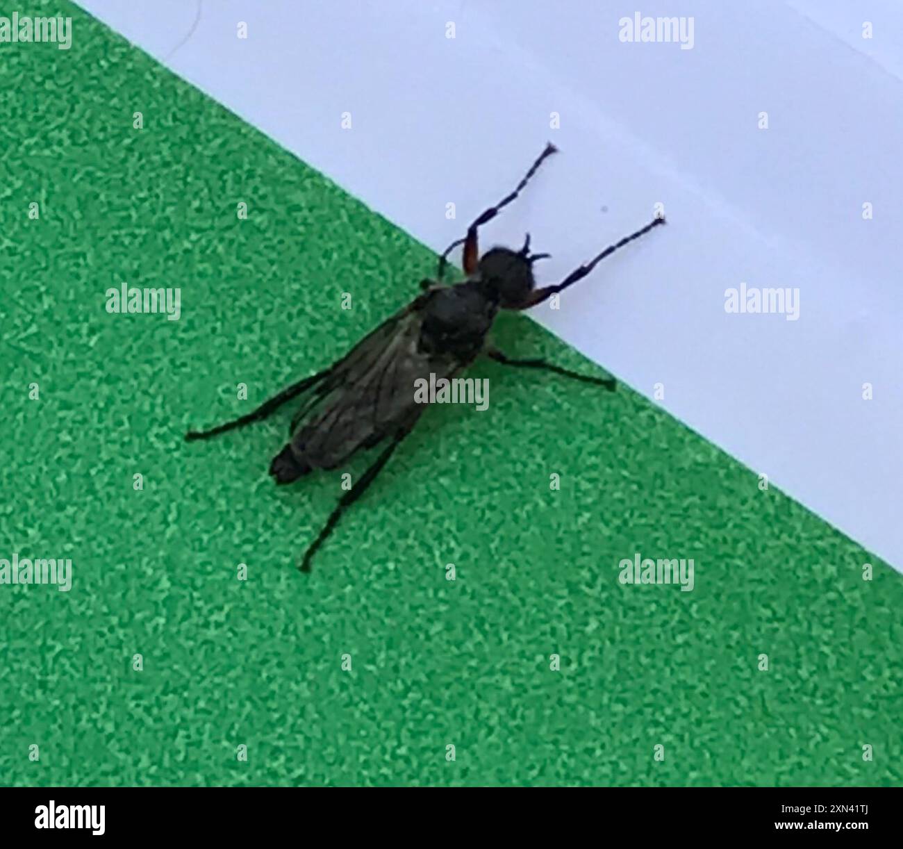 Lovebug (Bibio femoratus) Insecta Stock Photo - Alamy